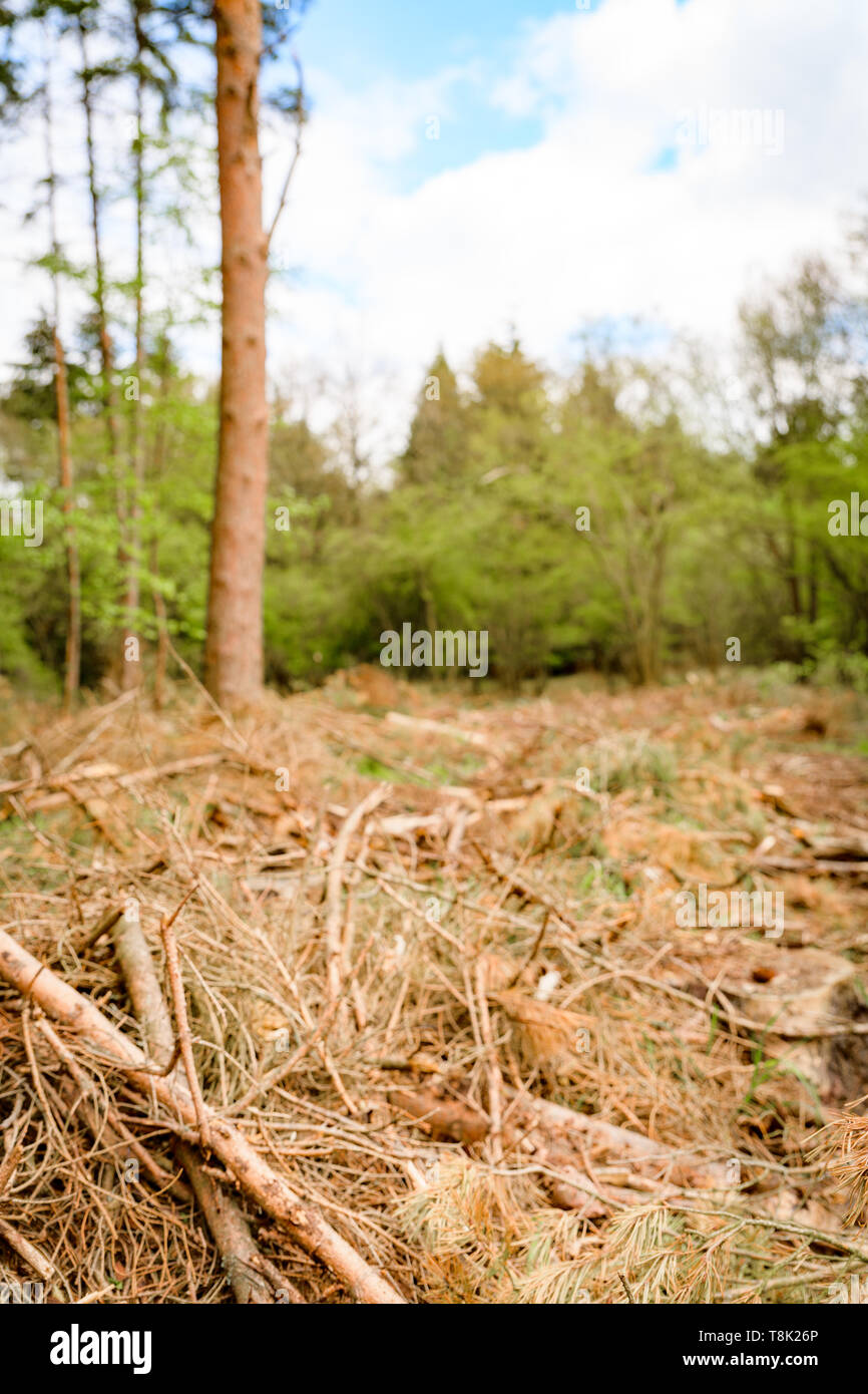 Deforestation and logging in a forest. UK Woodland Stock Photo - Alamy
