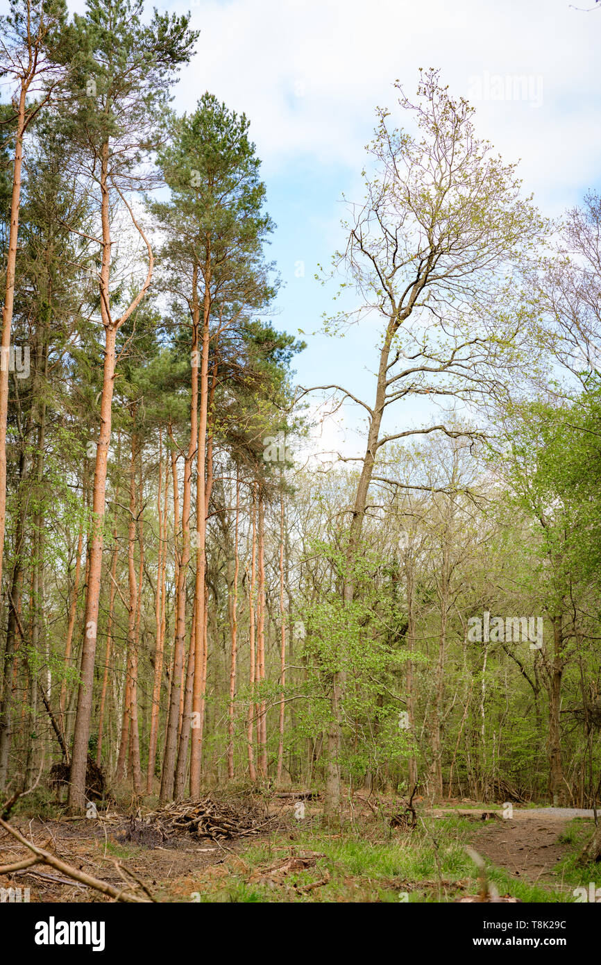 Deforestation and logging in a forest. UK Woodland Stock Photo - Alamy