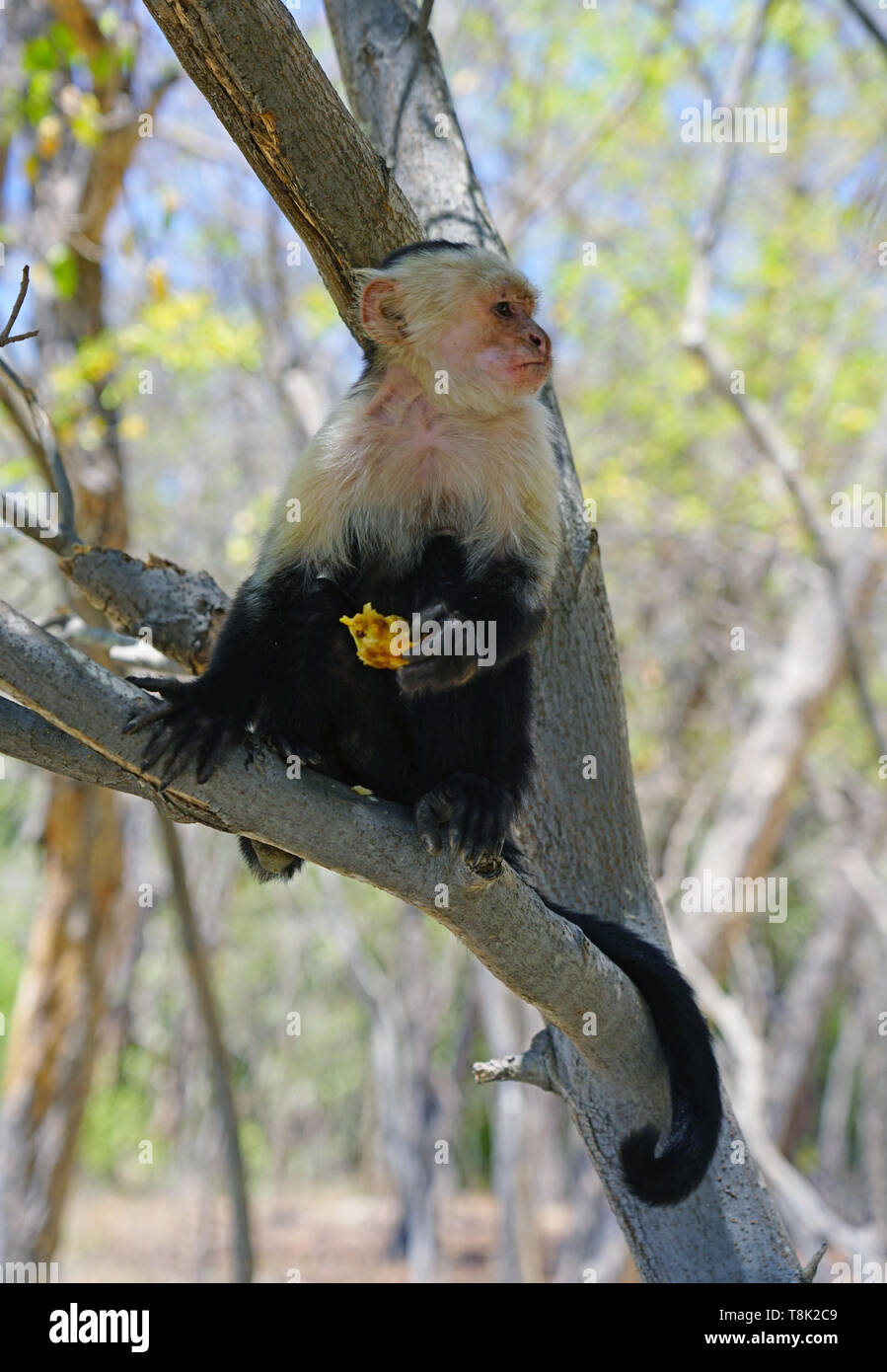 A white-headed capuchin monkey (cebus capucinus) eating a pastry on a ...