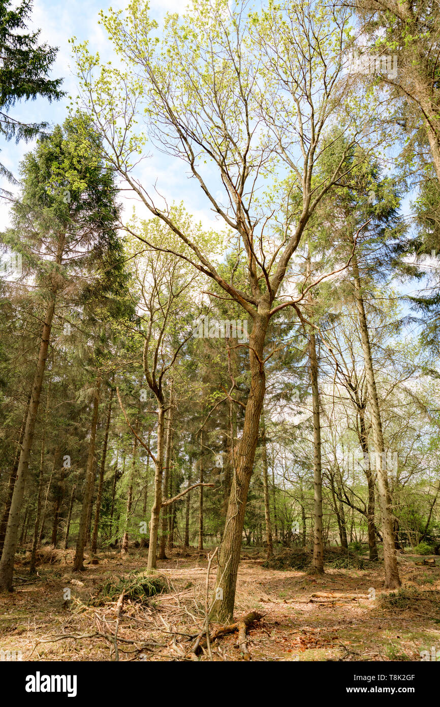 Tall tree growing in UK Woodland Stock Photo - Alamy