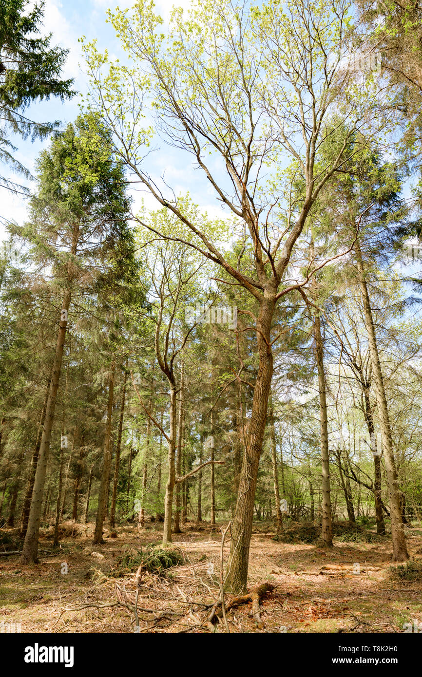 Tall tree growing in UK Woodland Stock Photo - Alamy