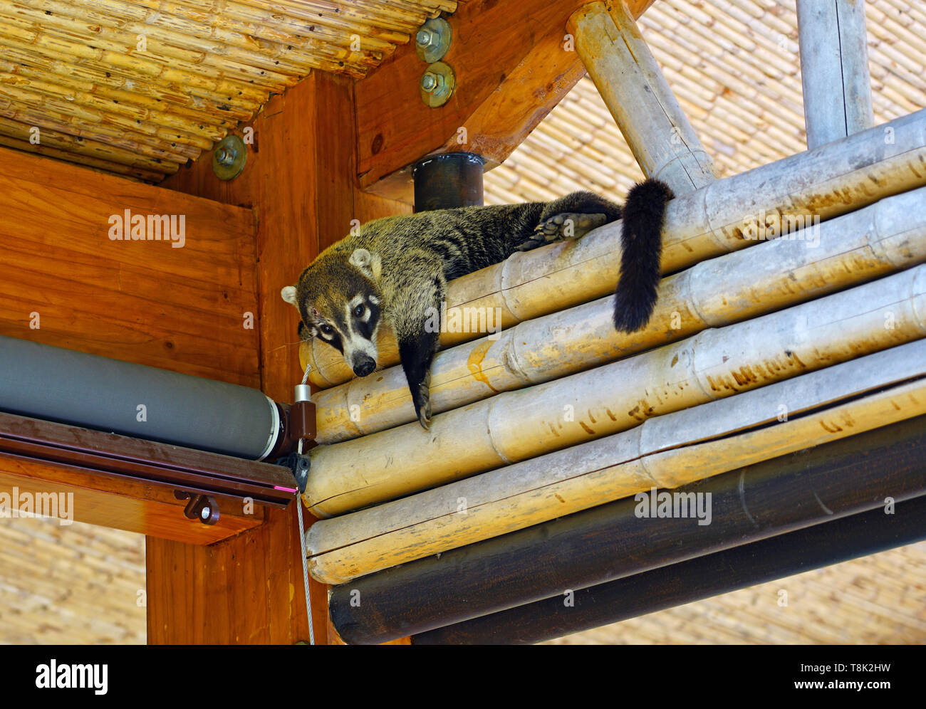 View of a badger-like white-nose coati animal, called pizote in ...