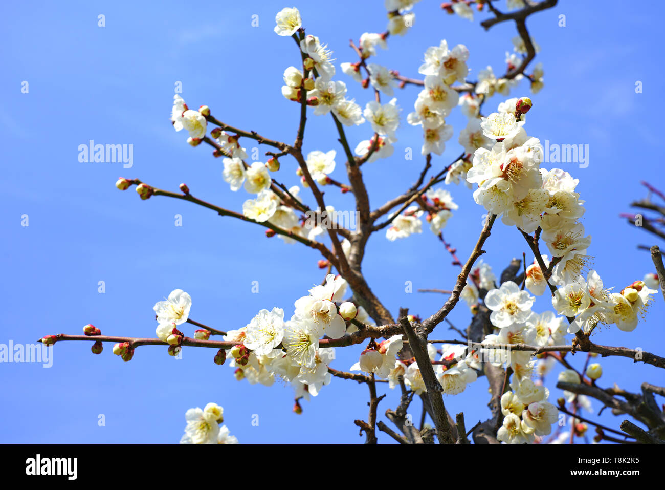 White flower blooms of the Japanese ume apricot tree, prunus mume, in ...