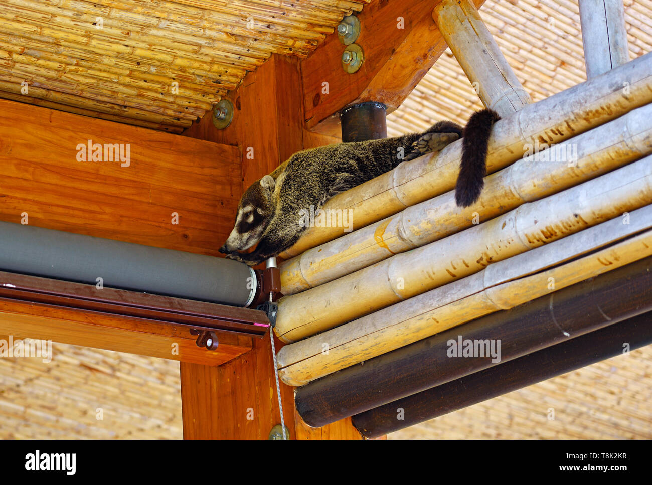View of a badger-like white-nose coati animal, called pizote in ...
