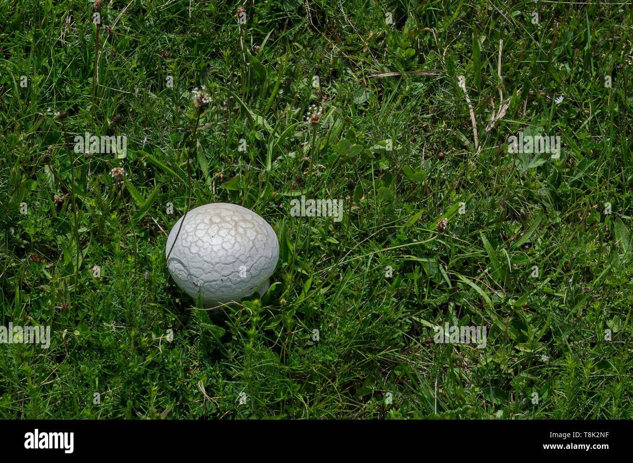 Mosaic puffball Calvatia utriformis growing in springtime field with ...