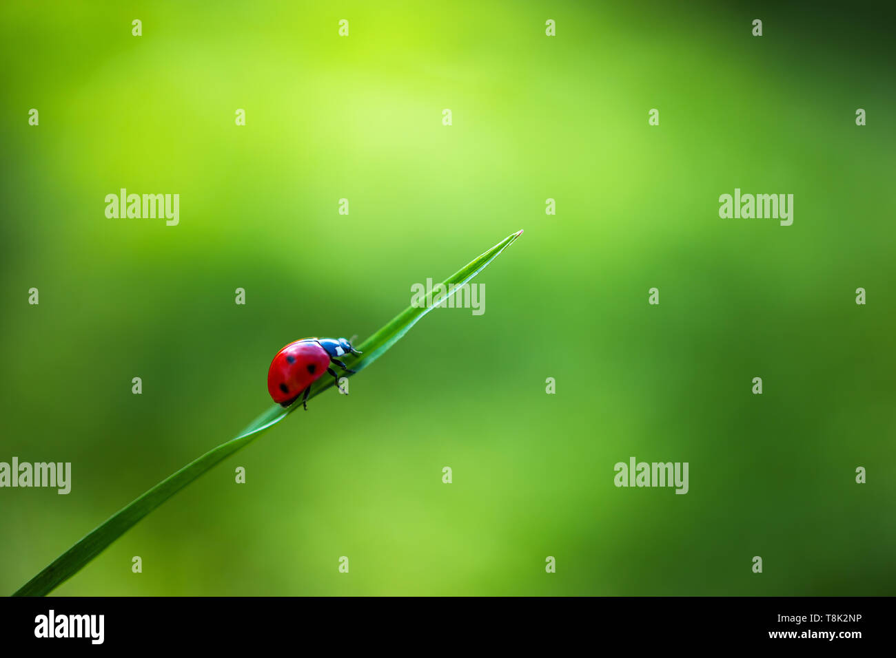 Ladybug insect hi-res stock photography and images - Alamy