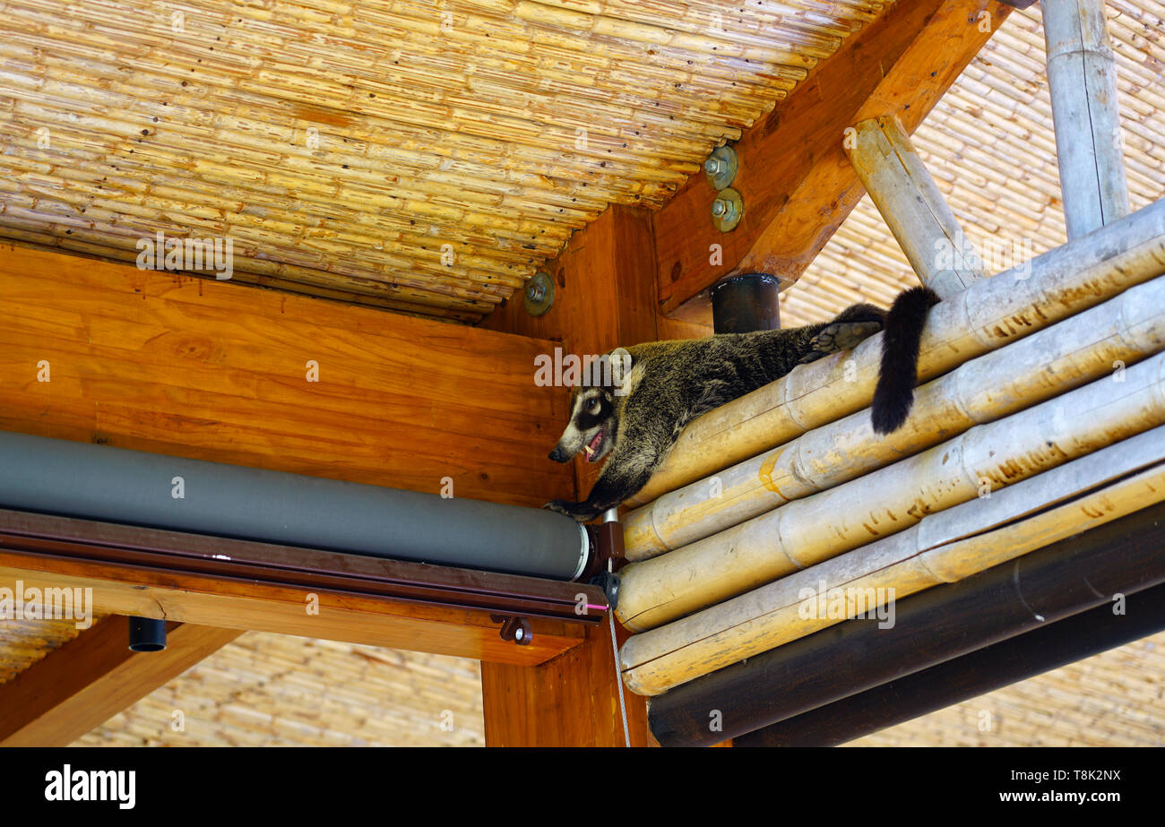 View of a badger-like white-nose coati animal, called pizote in ...