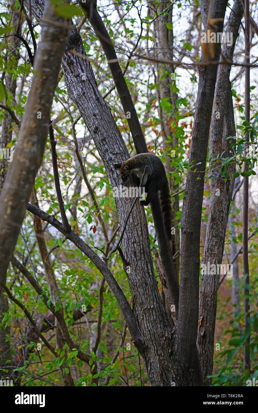 View of a badger-like white-nose coati animal, called pizote in ...