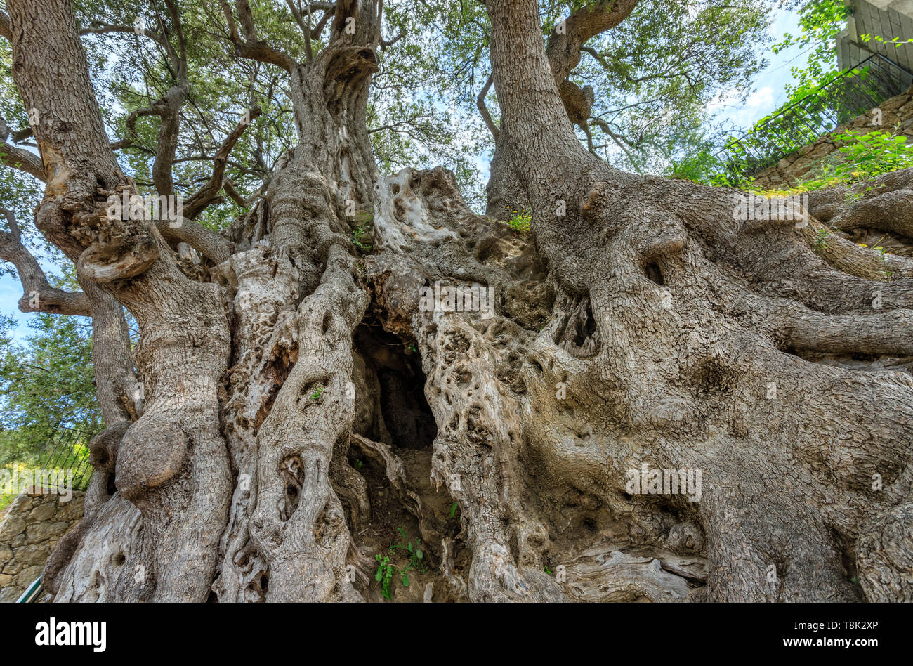 France, Alpes Maritimes, Roquebrune Cap Martin, the millenary olive ...