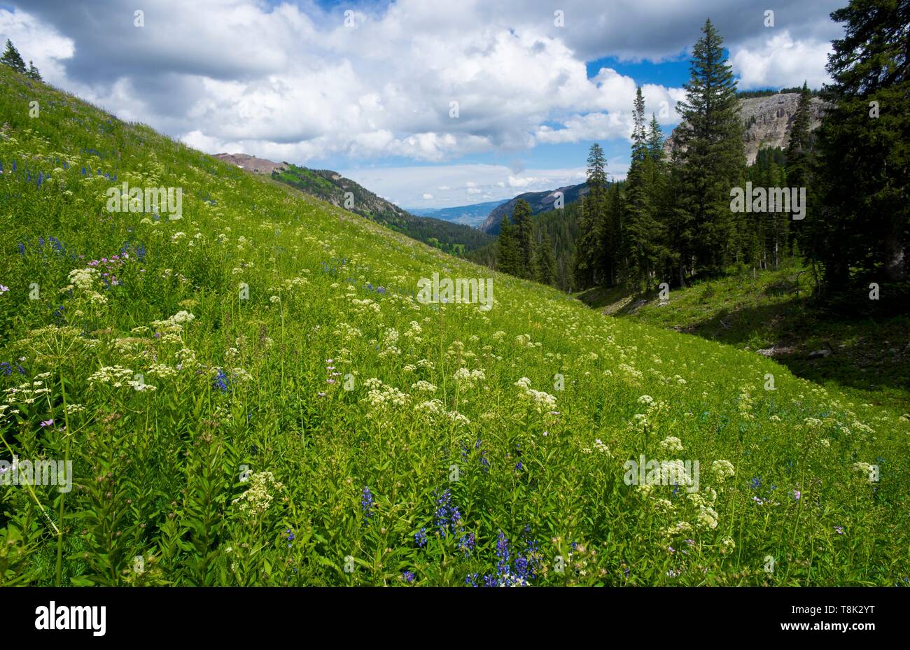 Grand Teton National Park and the Teton Crest Trail. Marion Lake, Fox ...