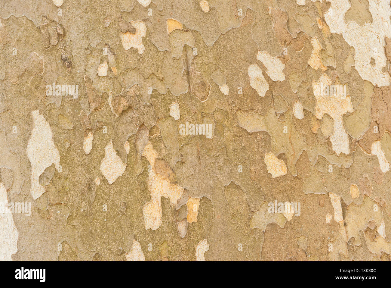 Mottled Tree Bark High Resolution Stock Photography and Images - Alamy