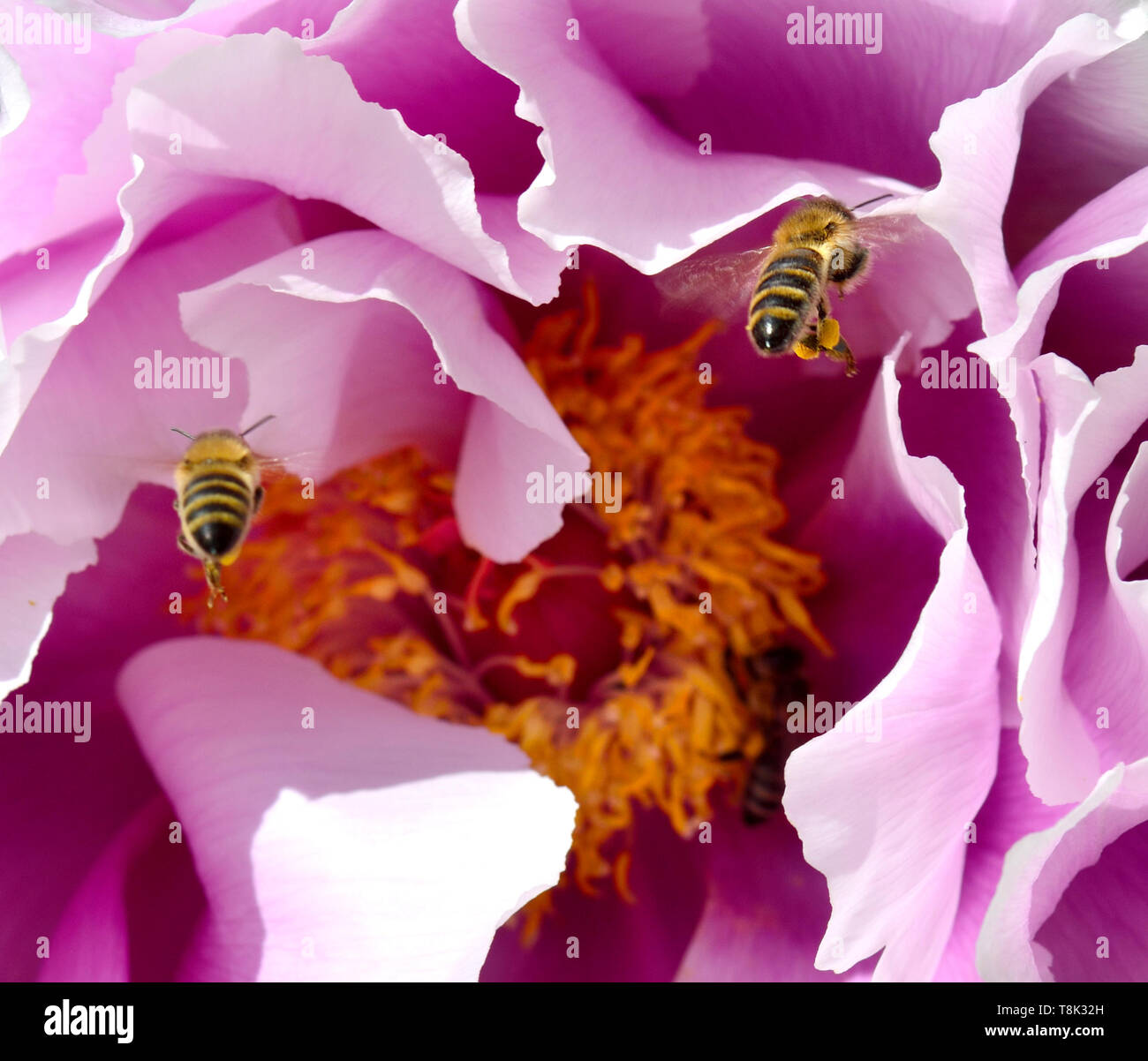 Common Honey Bees (Apis melifera) landing on a Tree Peony. Kent ...