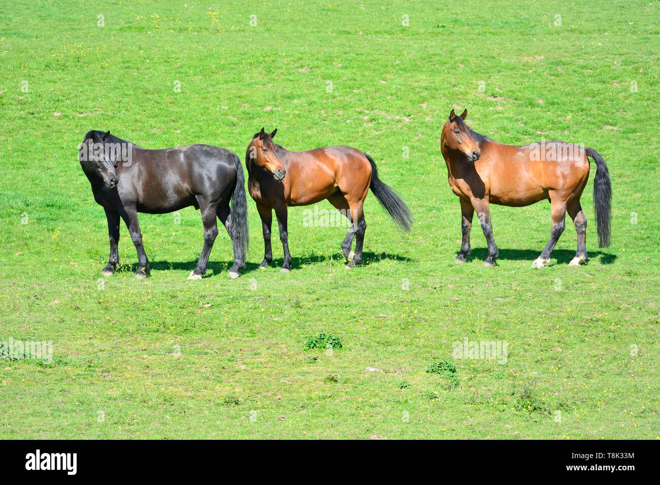 Three Horses Together High Resolution Stock Photography and Images - Alamy