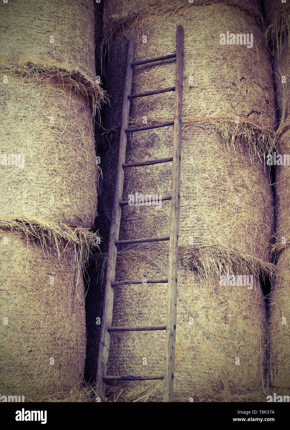 wood ladder in the barn of the farm with old toned effect Stock Photo ...