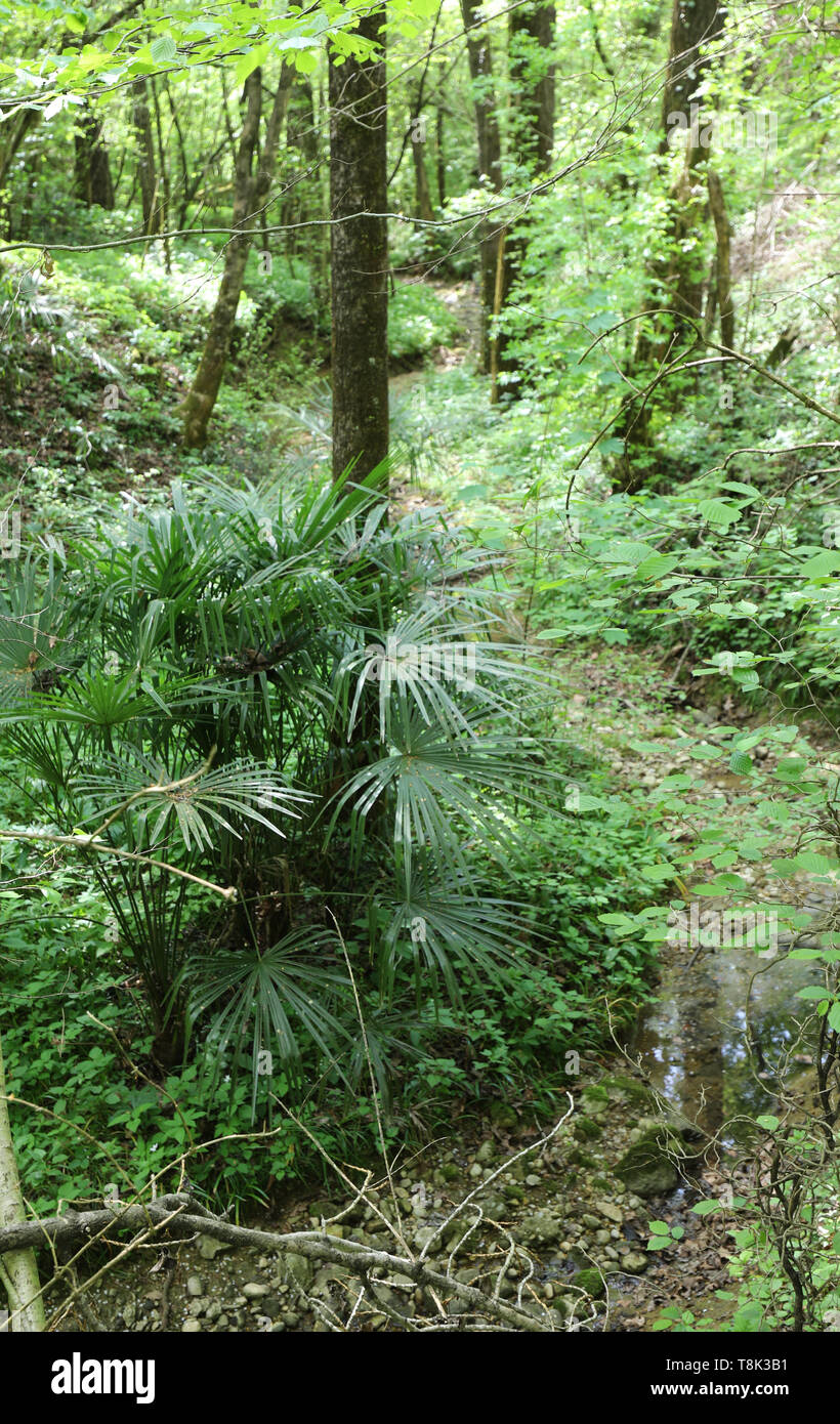 dense vegetation of plants and trees of an Amazon jungle crossed by a ...