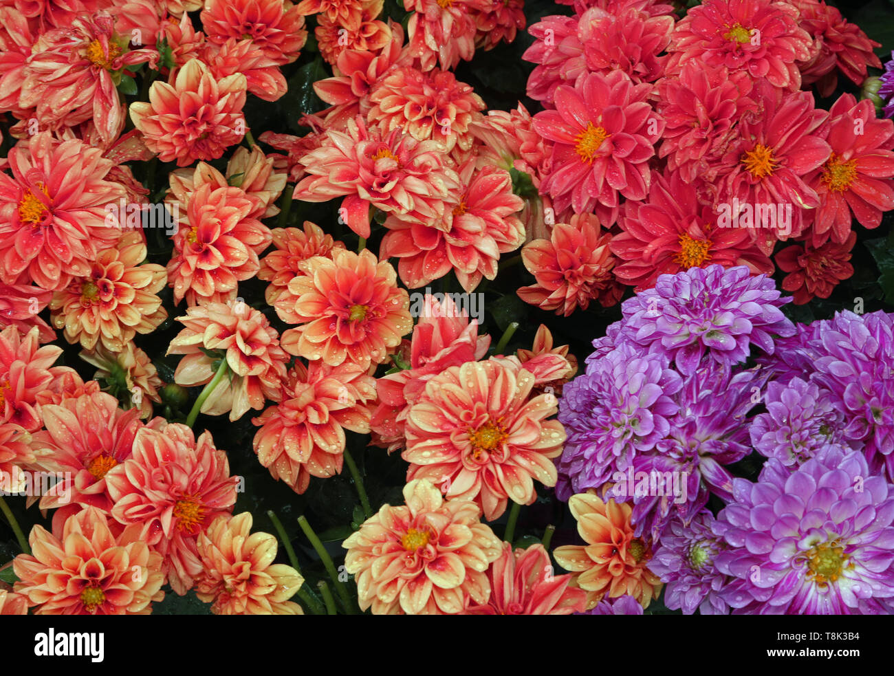 Dahila hi-res stock photography and images - Alamy
