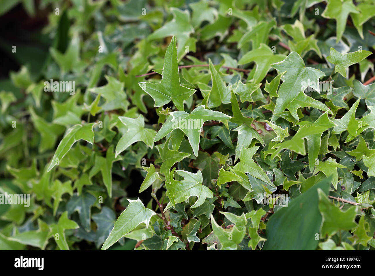 Creeping shrubs clinging to their adventitious roots of the walls Stock ...