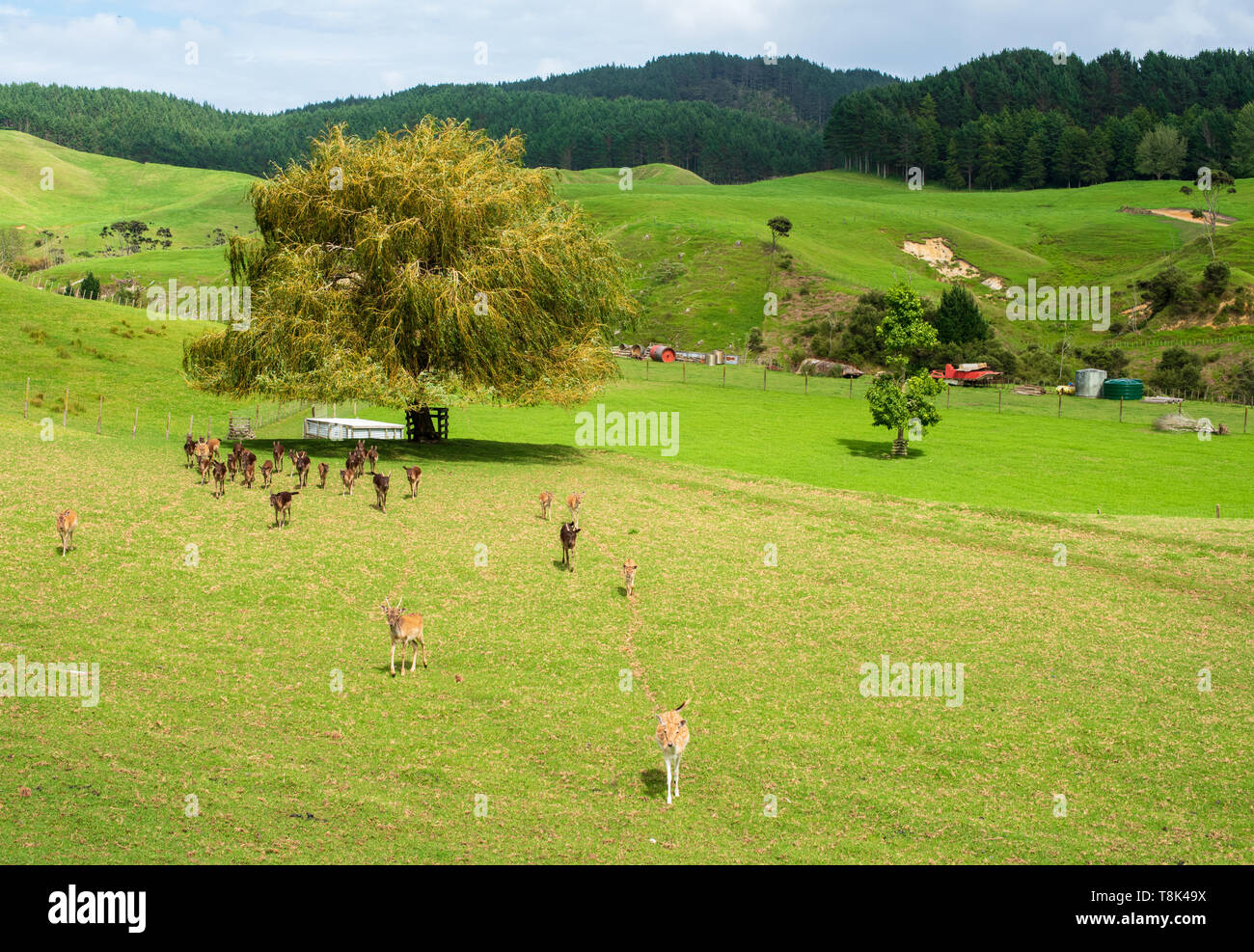 Deer farm new zealand hi-res stock photography and images - Alamy