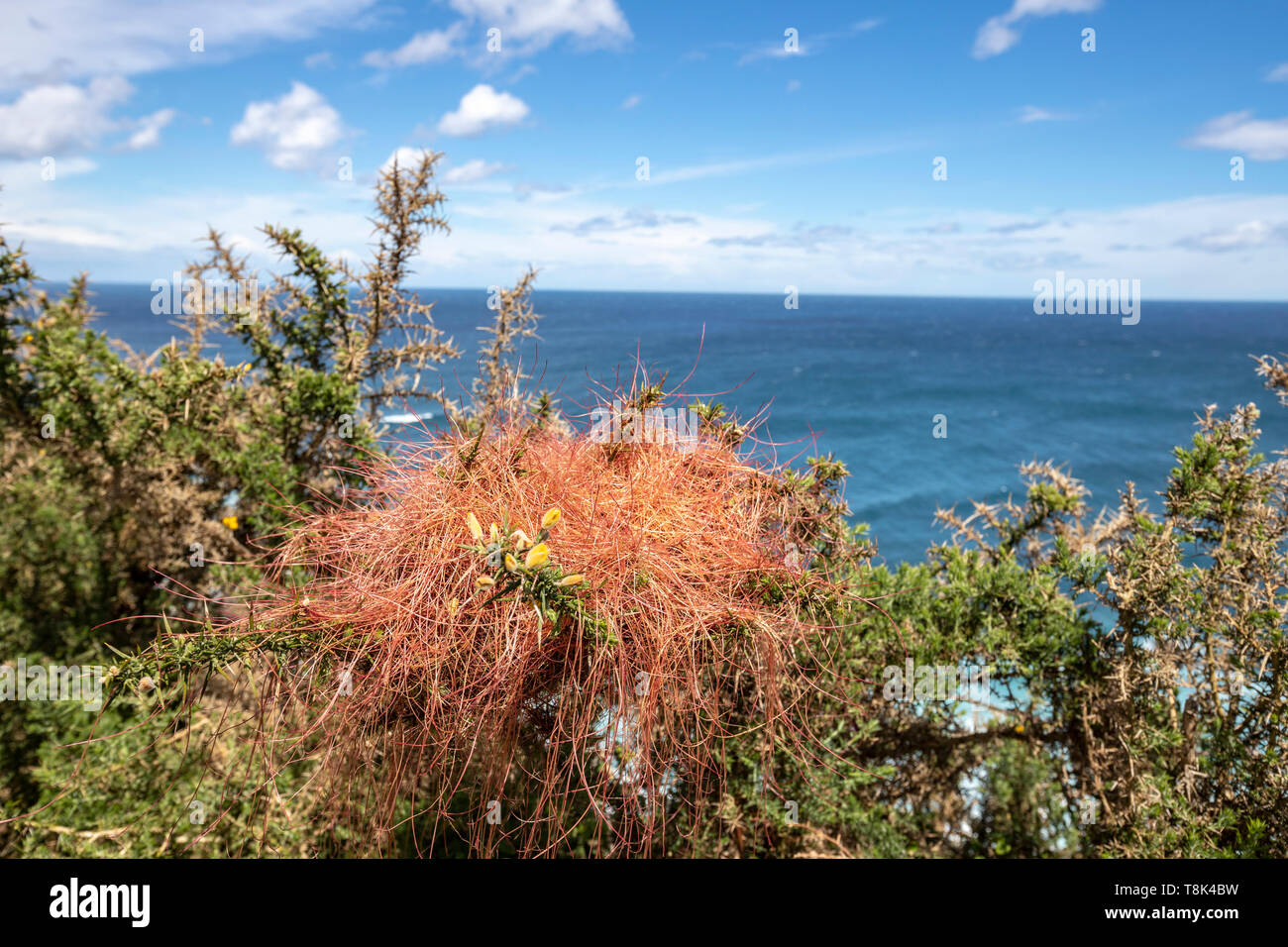 Cuscuta epithymum, a parasitic plant assigned to the Cuscutaceae or ...