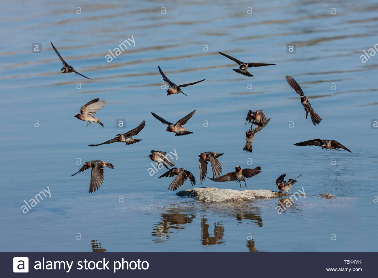 Ontario Insects High Resolution Stock Photography and Images - Alamy