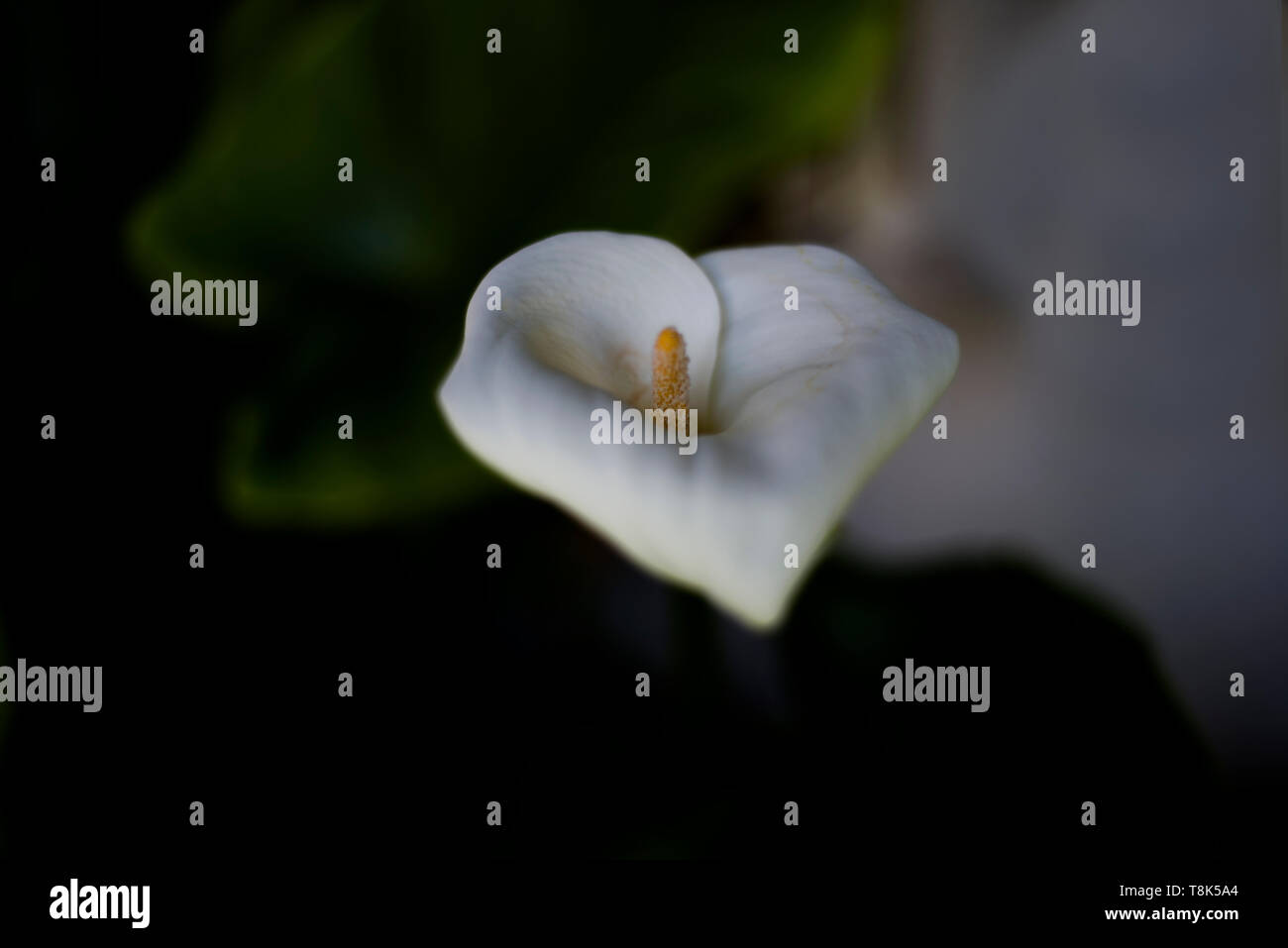 Calla black magic hi-res stock photography and images - Alamy