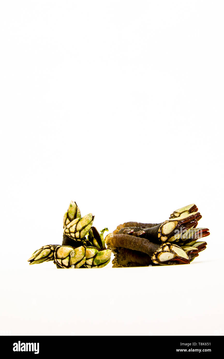 Group of barnacles seafood on a white background Stock Photo - Alamy