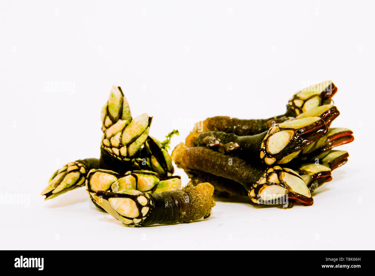 Group of barnacles seafood on a white background Stock Photo - Alamy