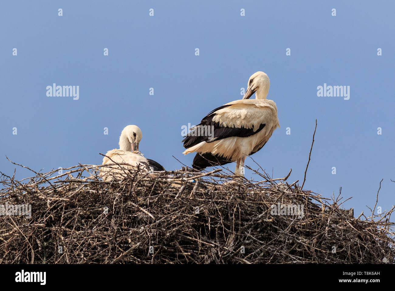 details with two white storks on nest, Romania Stock Photo - Alamy