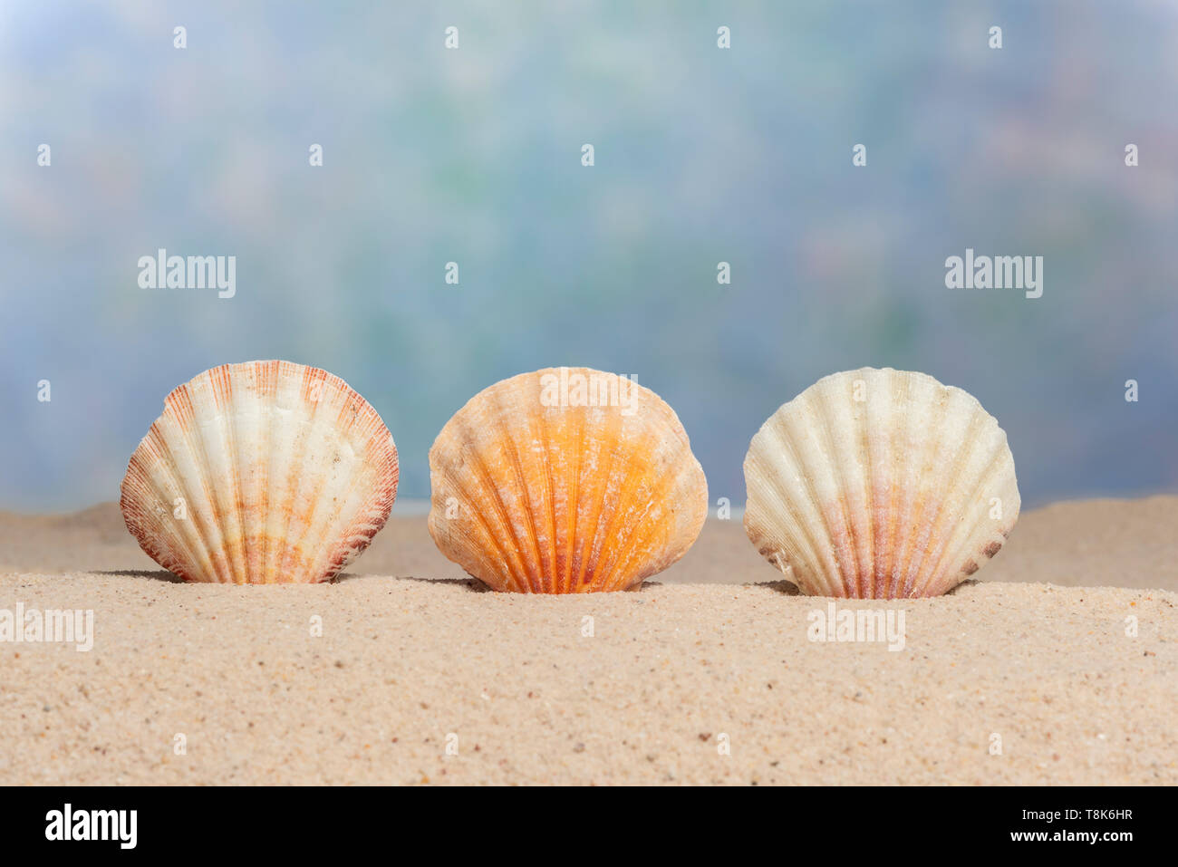 Horizontal shot of three seashells upright on the sand of a beach. Blue ...