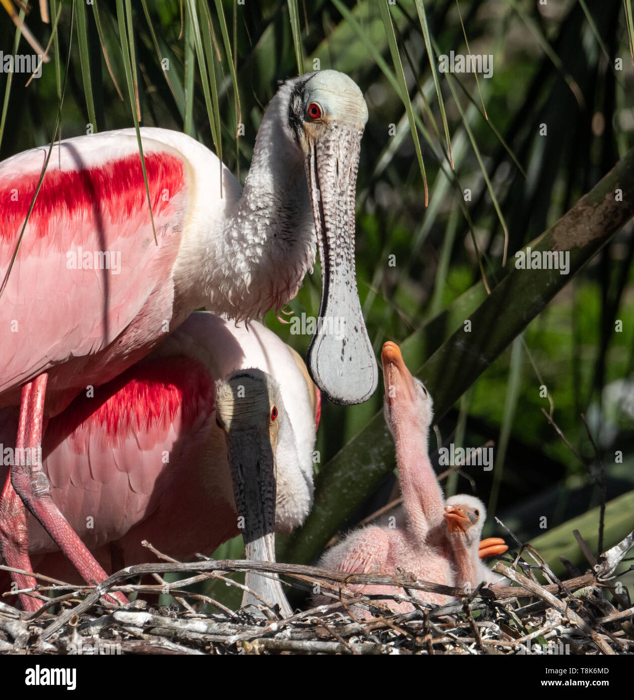 Roseate Spoonbill in Florida Stock Photo - Alamy