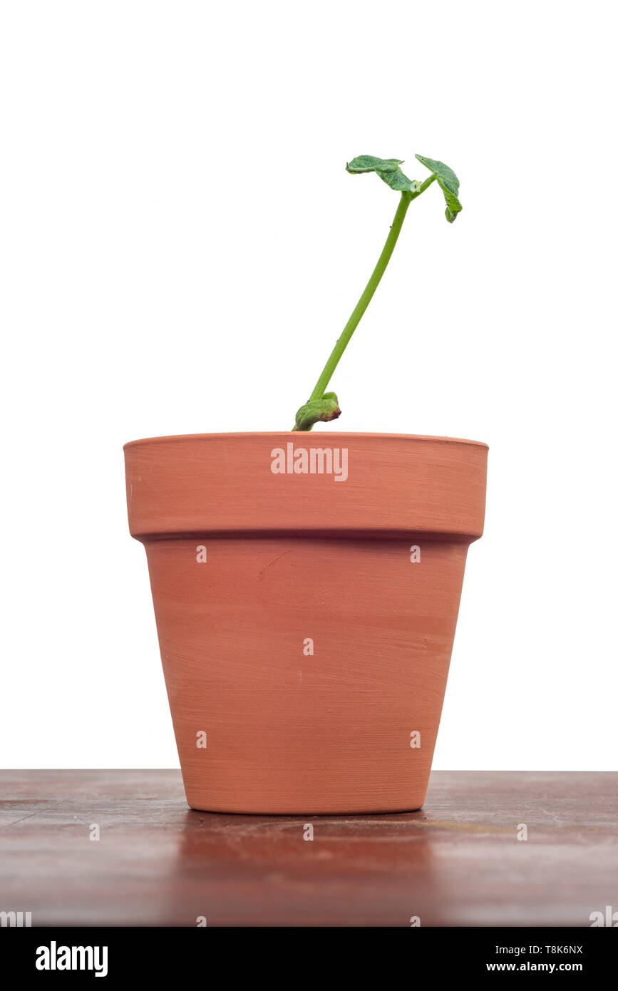 Baby pot hi-res stock photography and images - Alamy