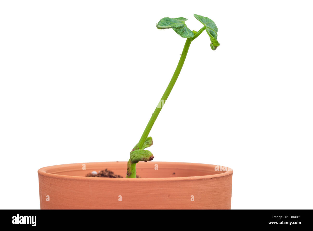 Horizontal shot of a young plant in a clay pot on a wooden surface with ...