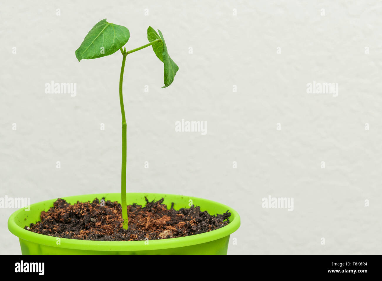 Horizontal close-up shot of a young plant in a green pot. Textured ...