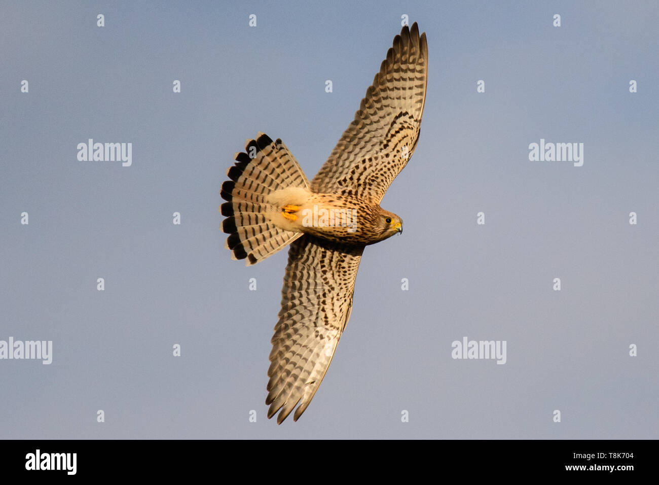 A lesser kestrel in flight , languedoc , france Stock Photo - Alamy