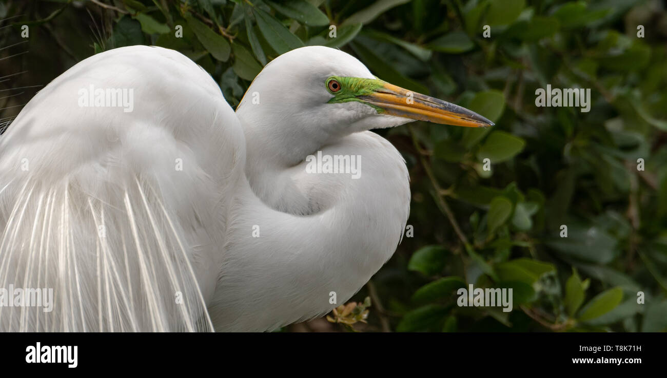 Great white egret face hi-res stock photography and images - Alamy