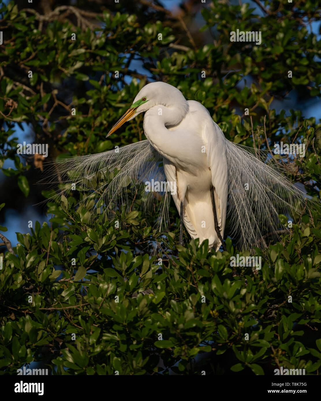 Great white egret face hi-res stock photography and images - Alamy