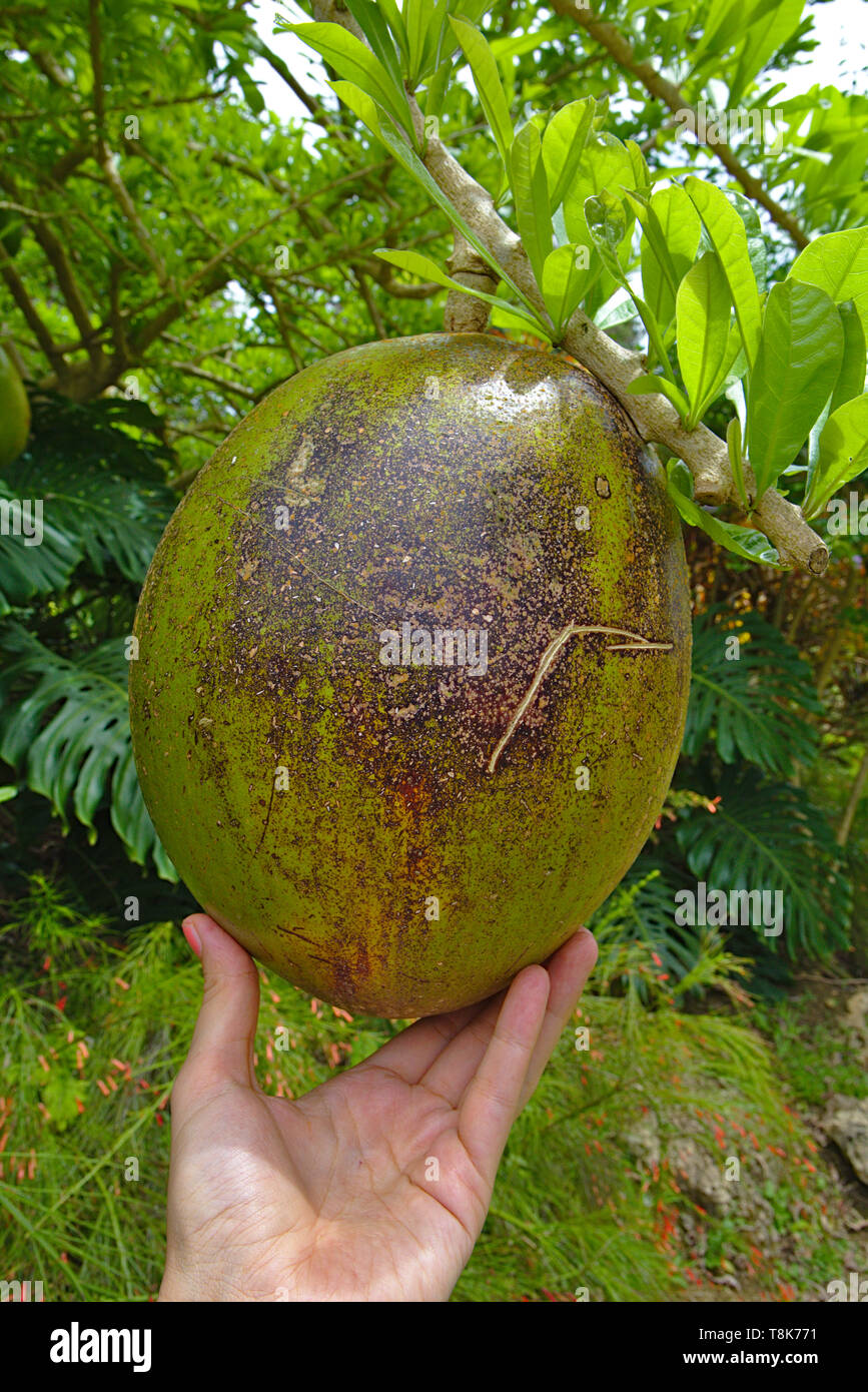 hand holding a calabash fruit Stock Photo - Alamy