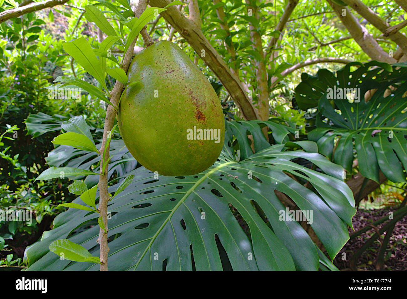 Barbados calabash tree fruit hi-res stock photography and images - Alamy