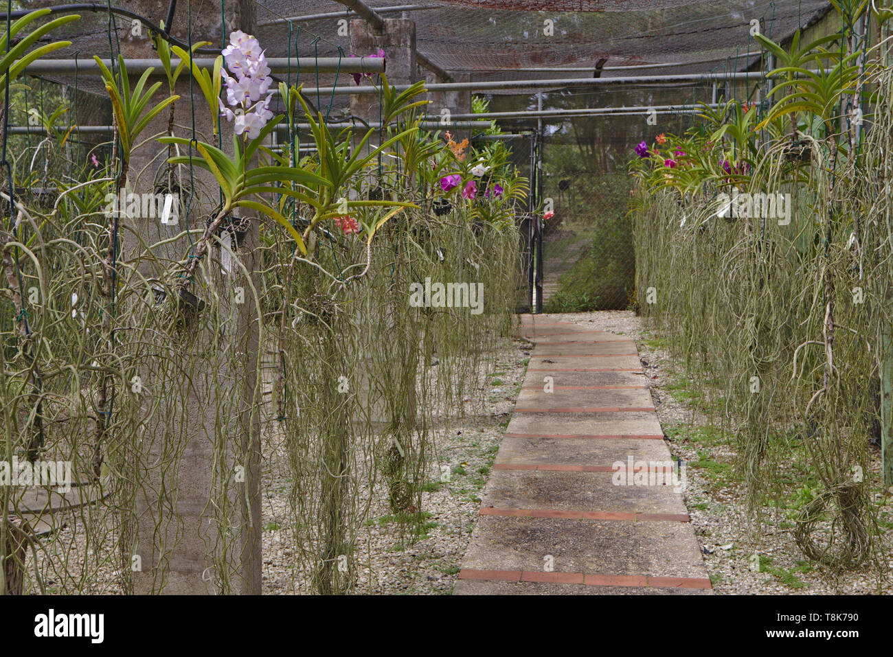 Orchids growing in Nursery Stock Photo - Alamy