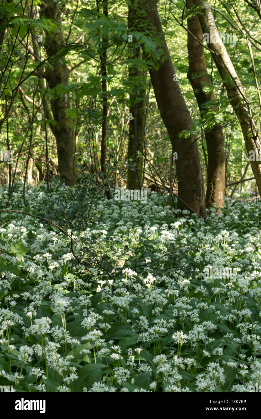 Ransomes in flower in an English spring woodland Stock Photo - Alamy