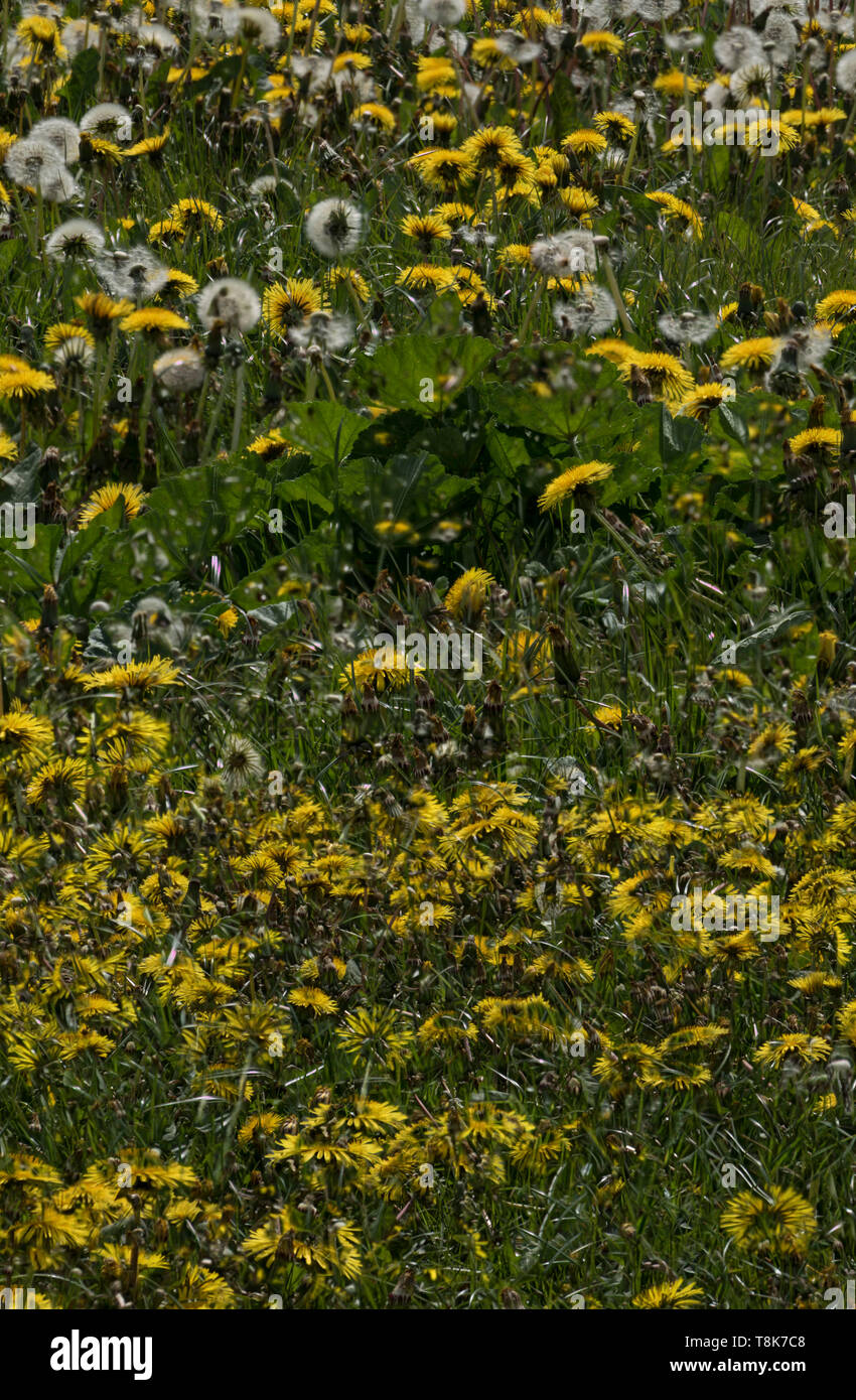 Dandelion field with flowers and clocks in the English spring sunshine ...