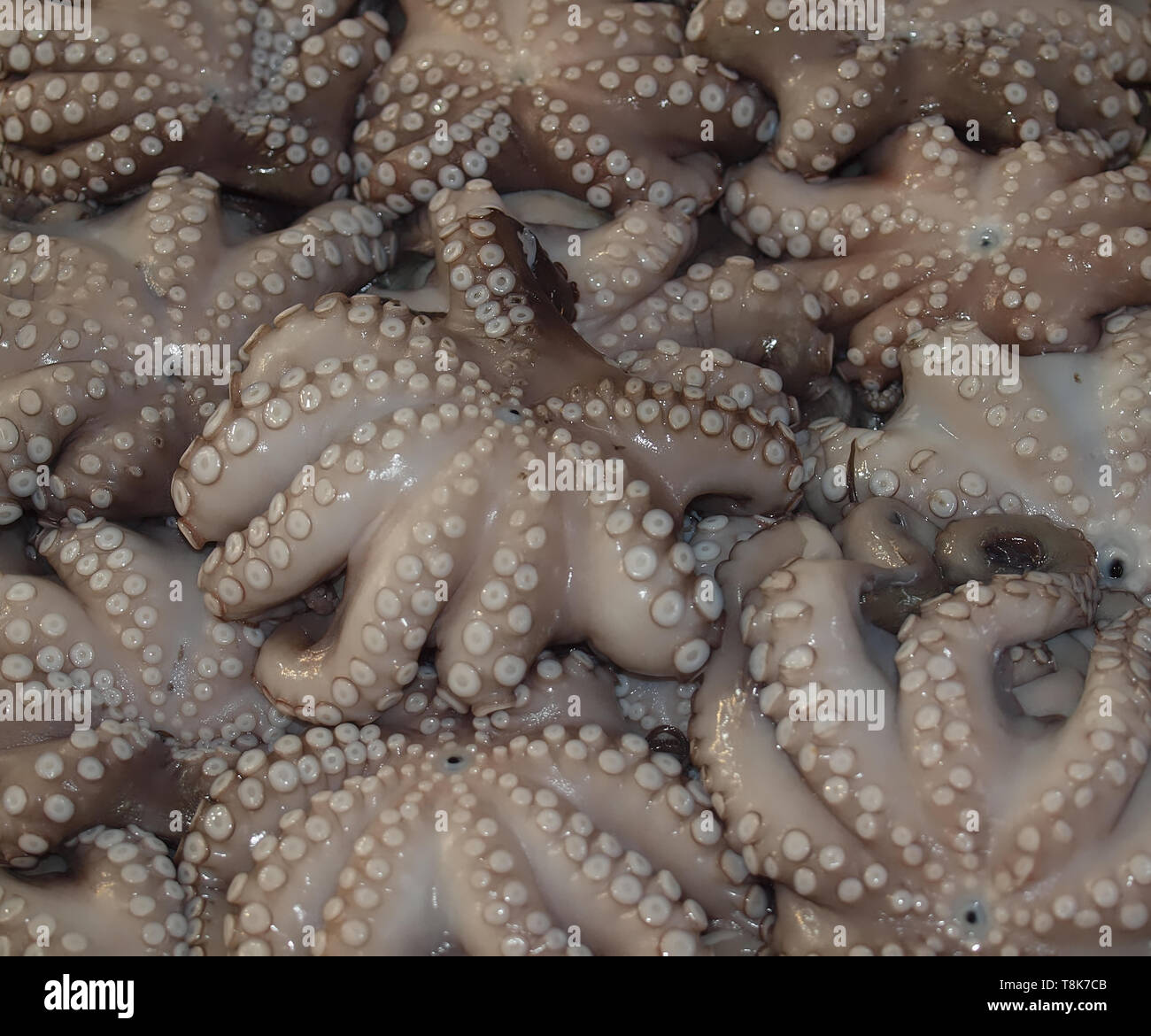 Fresh raw octopuses at a fish market Stock Photo - Alamy