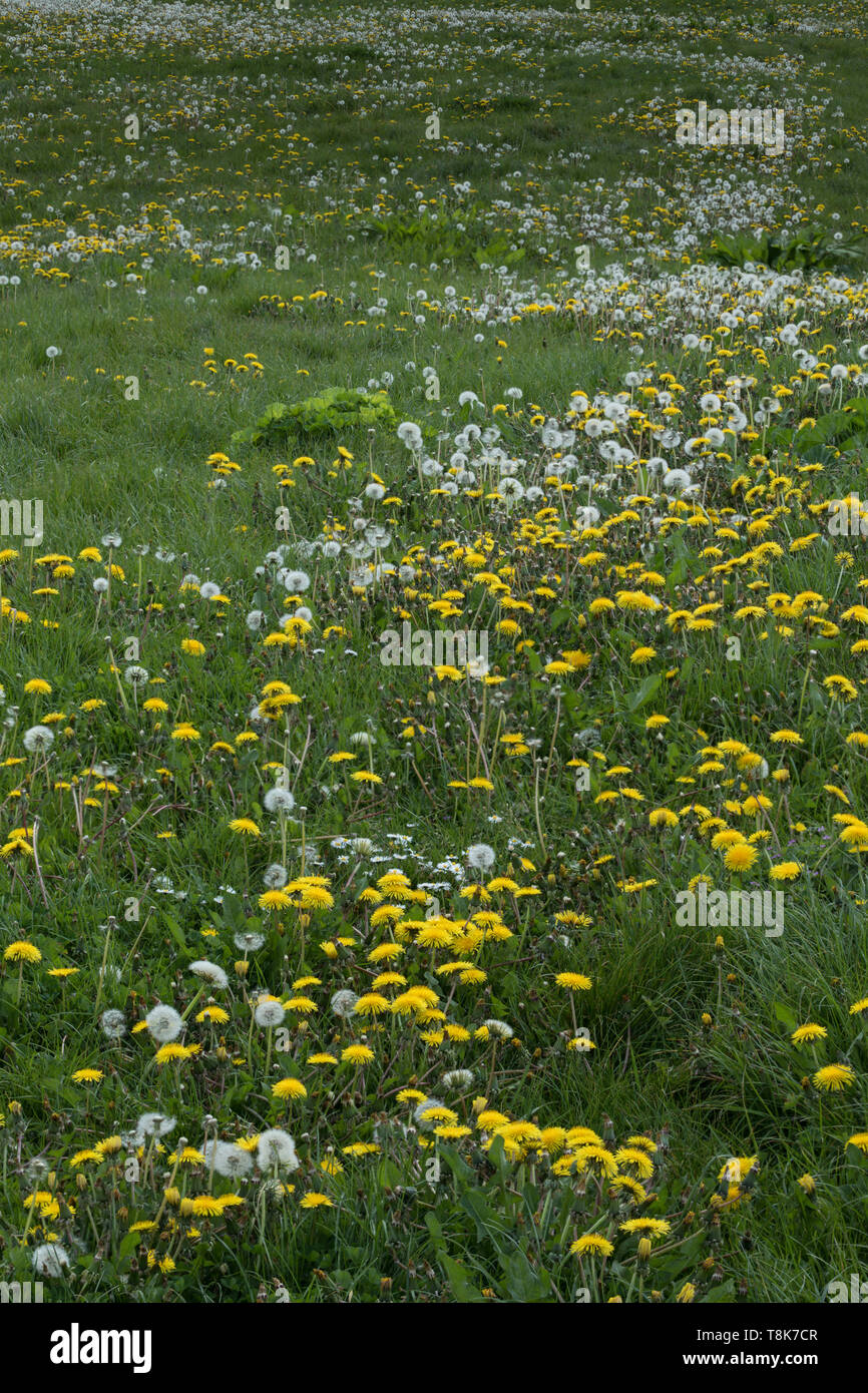 Dandelion field with flowers and clocks in the English spring sunshine ...