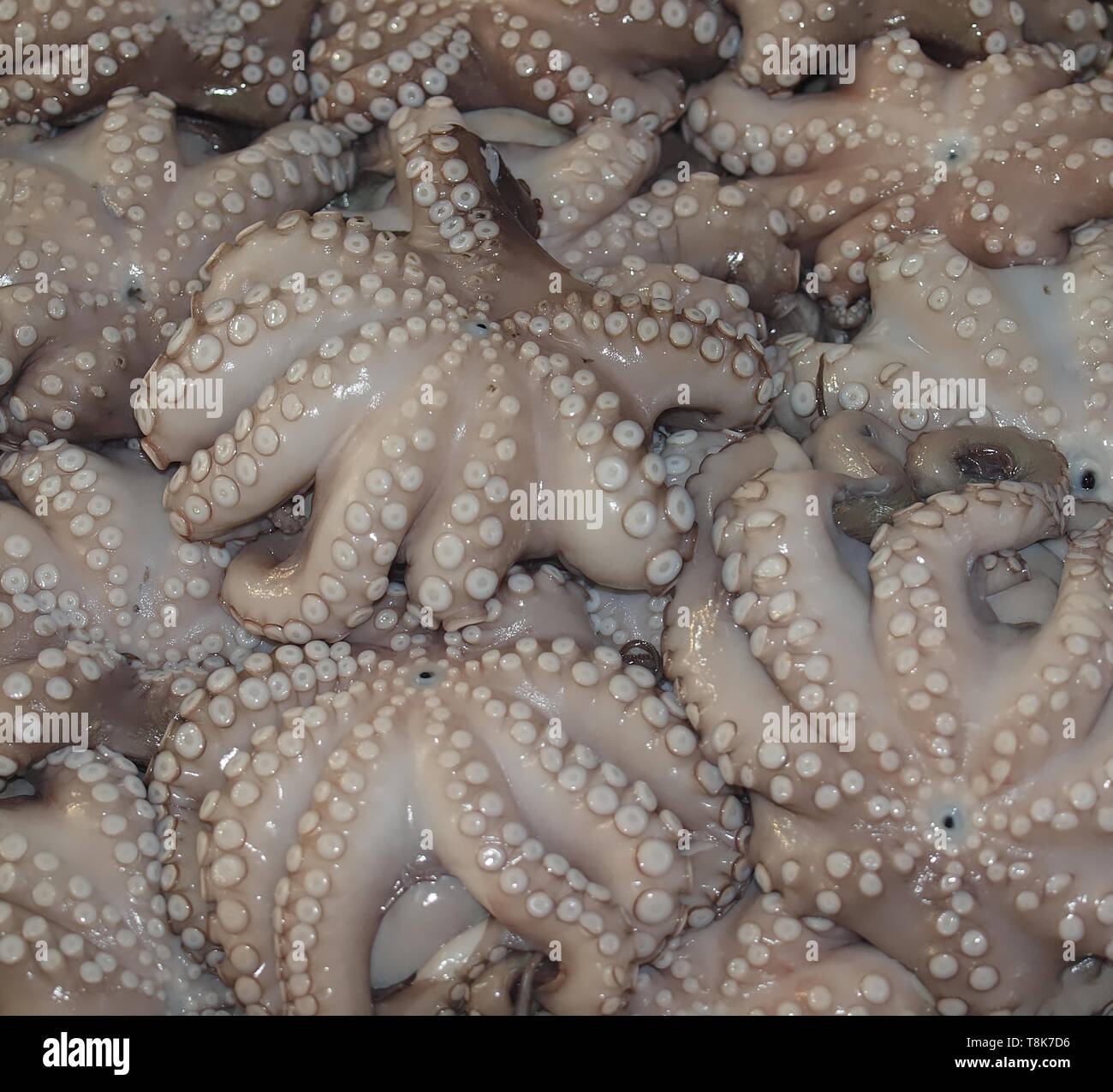 Fresh raw octopuses at a fish market Stock Photo - Alamy