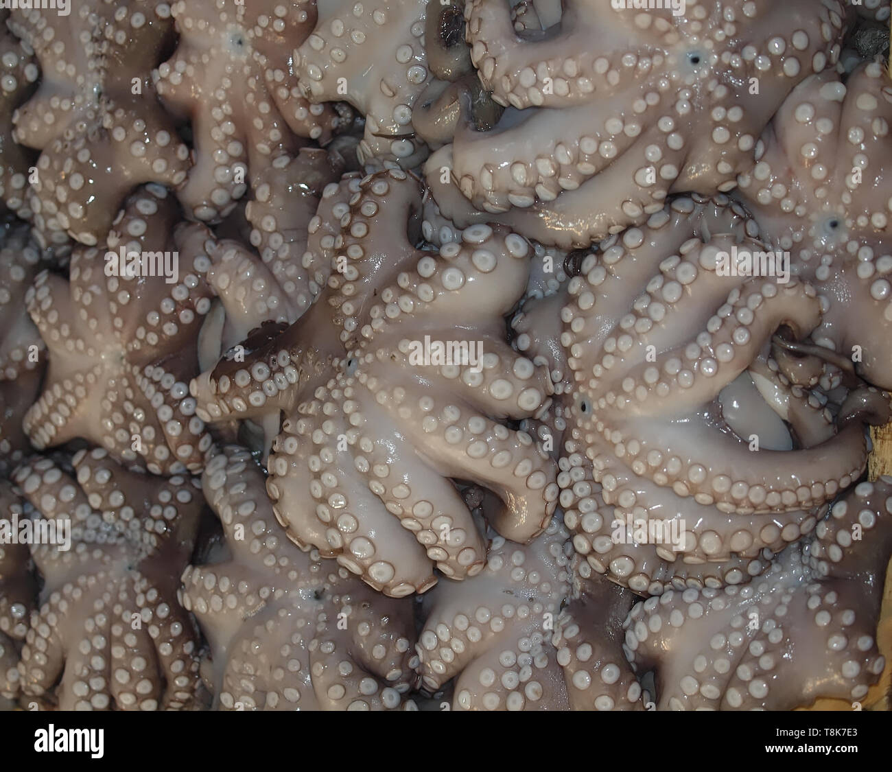 Fresh raw octopuses at a fish market Stock Photo - Alamy
