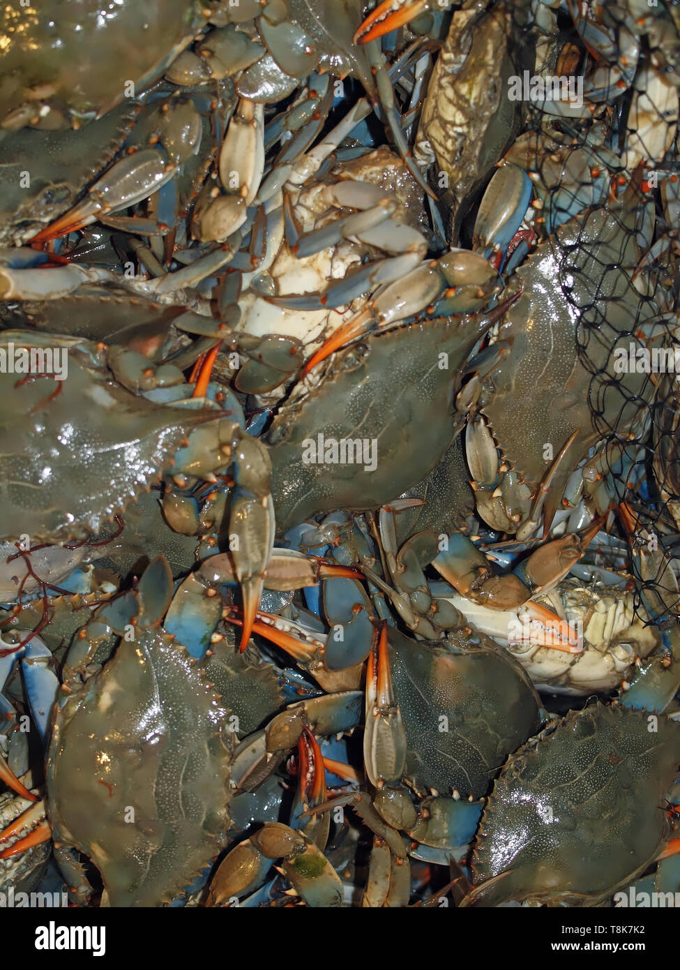 Aquatic crustaceans with exoskeleton hi-res stock photography and ...