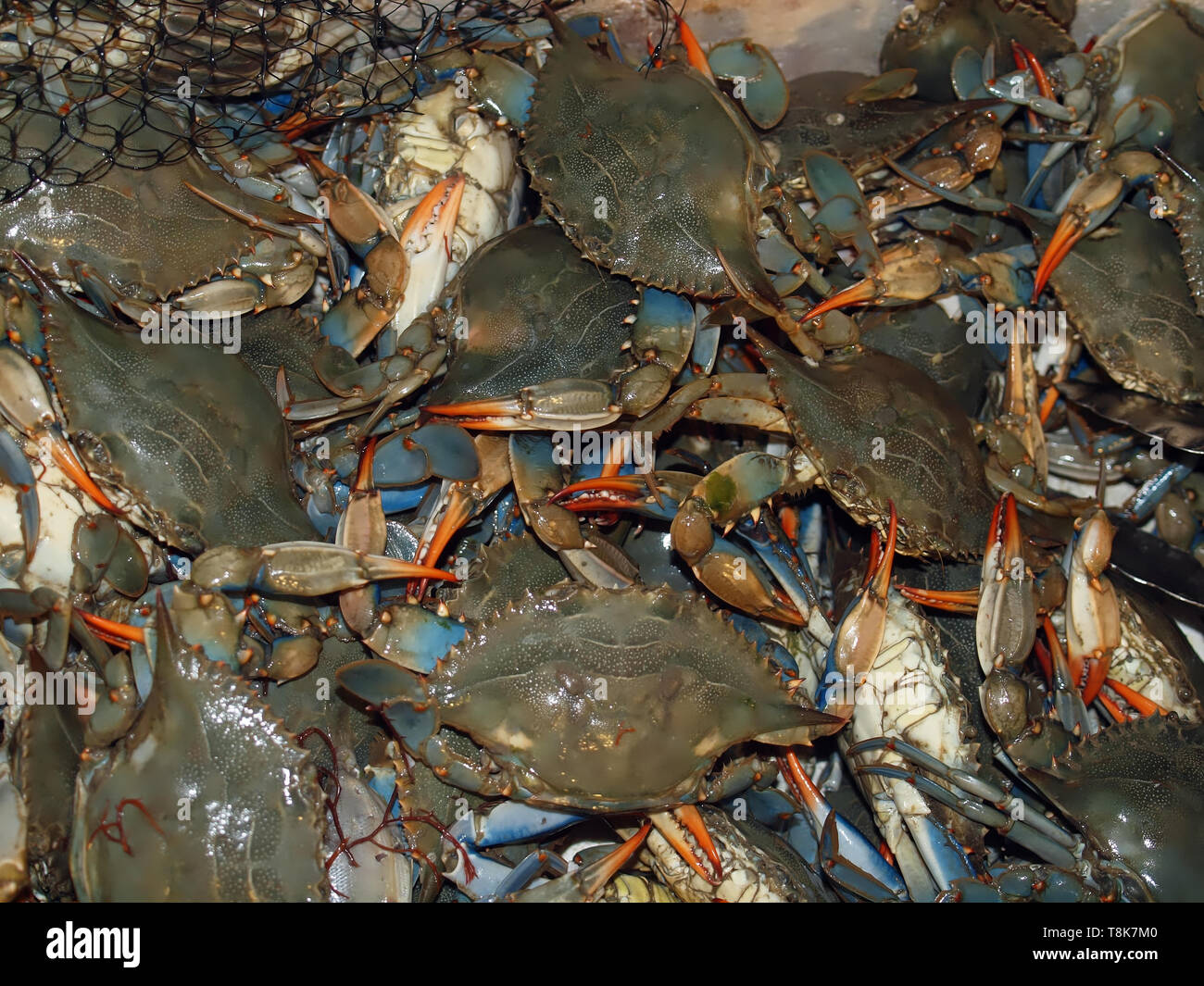 Many fresh crustaceans at a fish market Stock Photo - Alamy