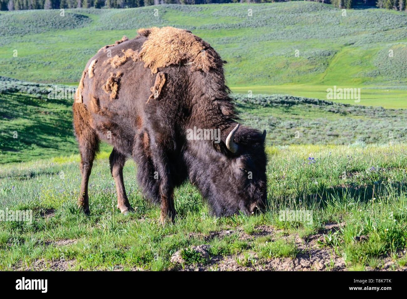 Buffalo in yellowstone hi-res stock photography and images - Alamy