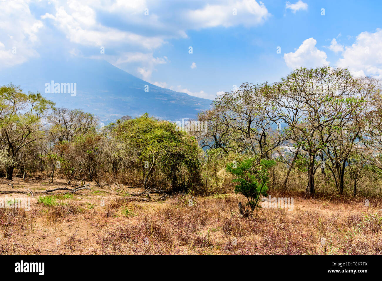 Dry vegetation at end of dry season & Agua volcano behind (Volcán de ...