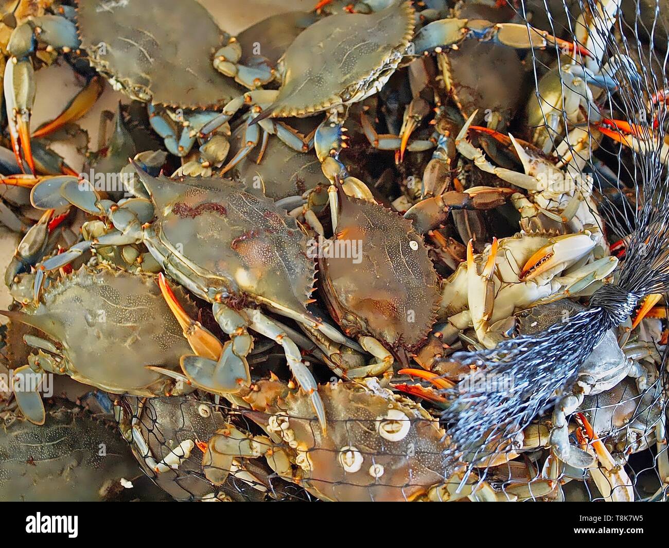 Aquatic crustaceans with exoskeleton hi-res stock photography and ...
